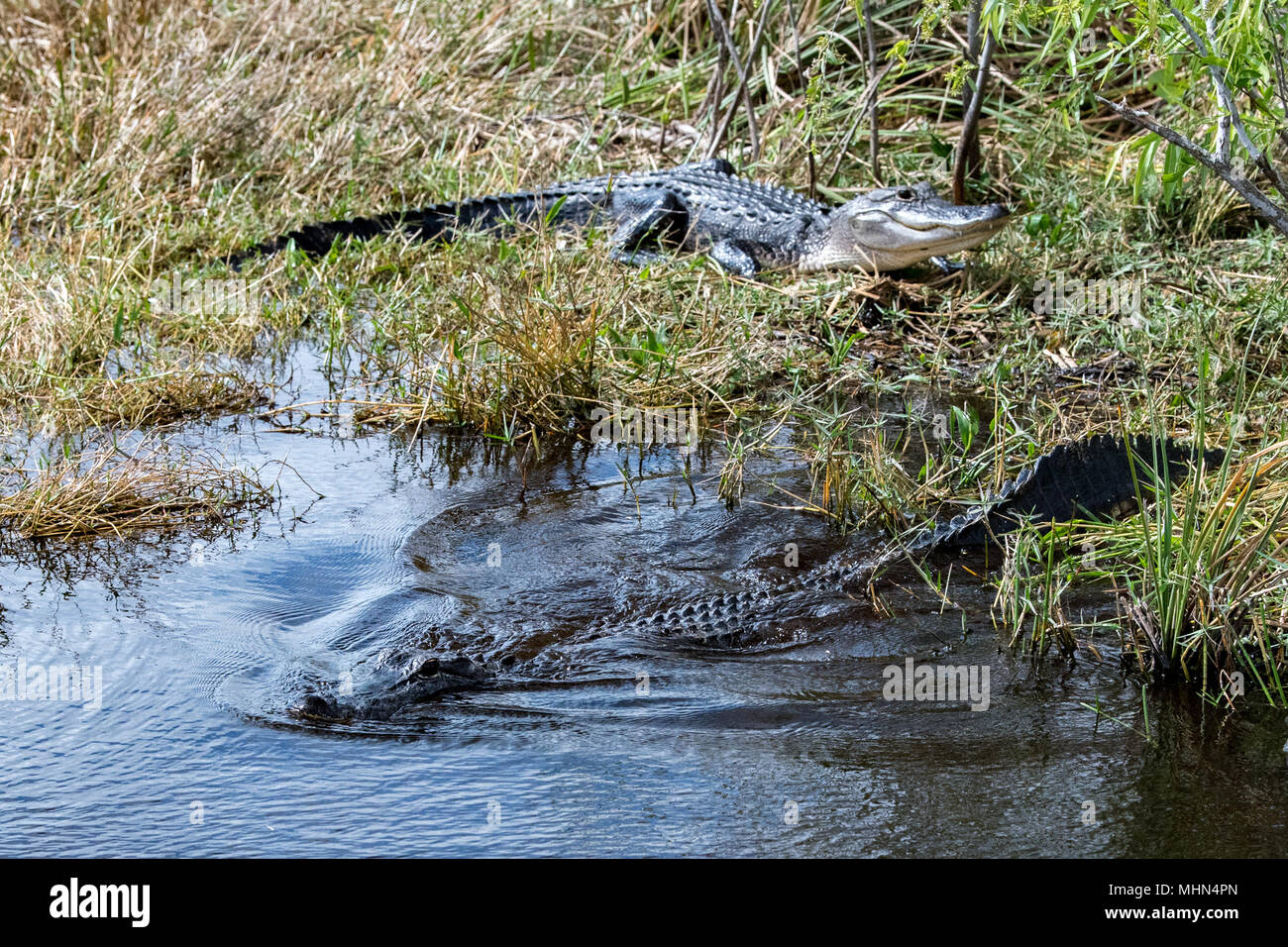 Florida Alligator in everglades close up portrait Stock Photo - Alamy