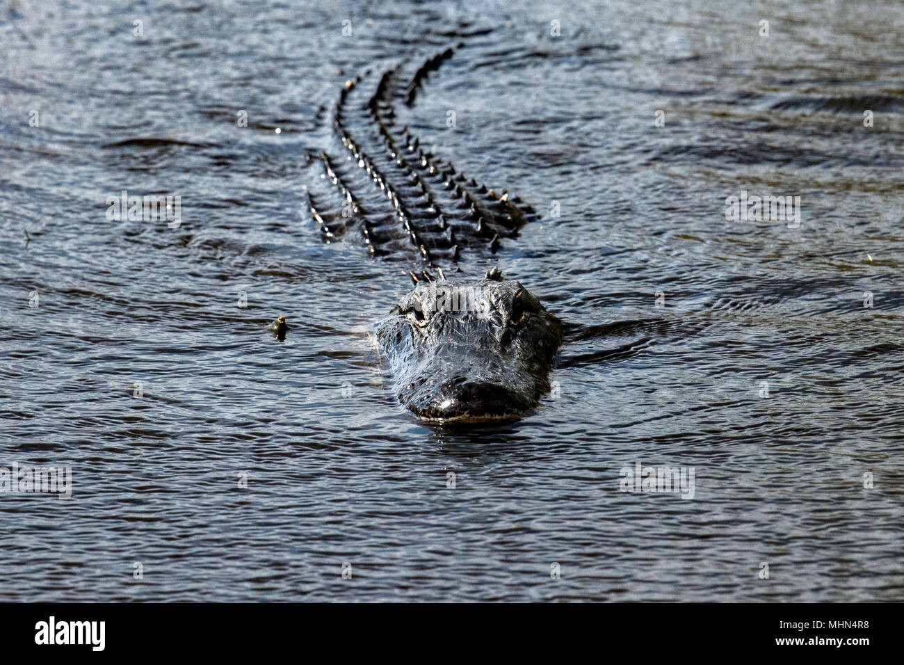 Florida Alligator in everglades close up portrait Stock Photo - Alamy