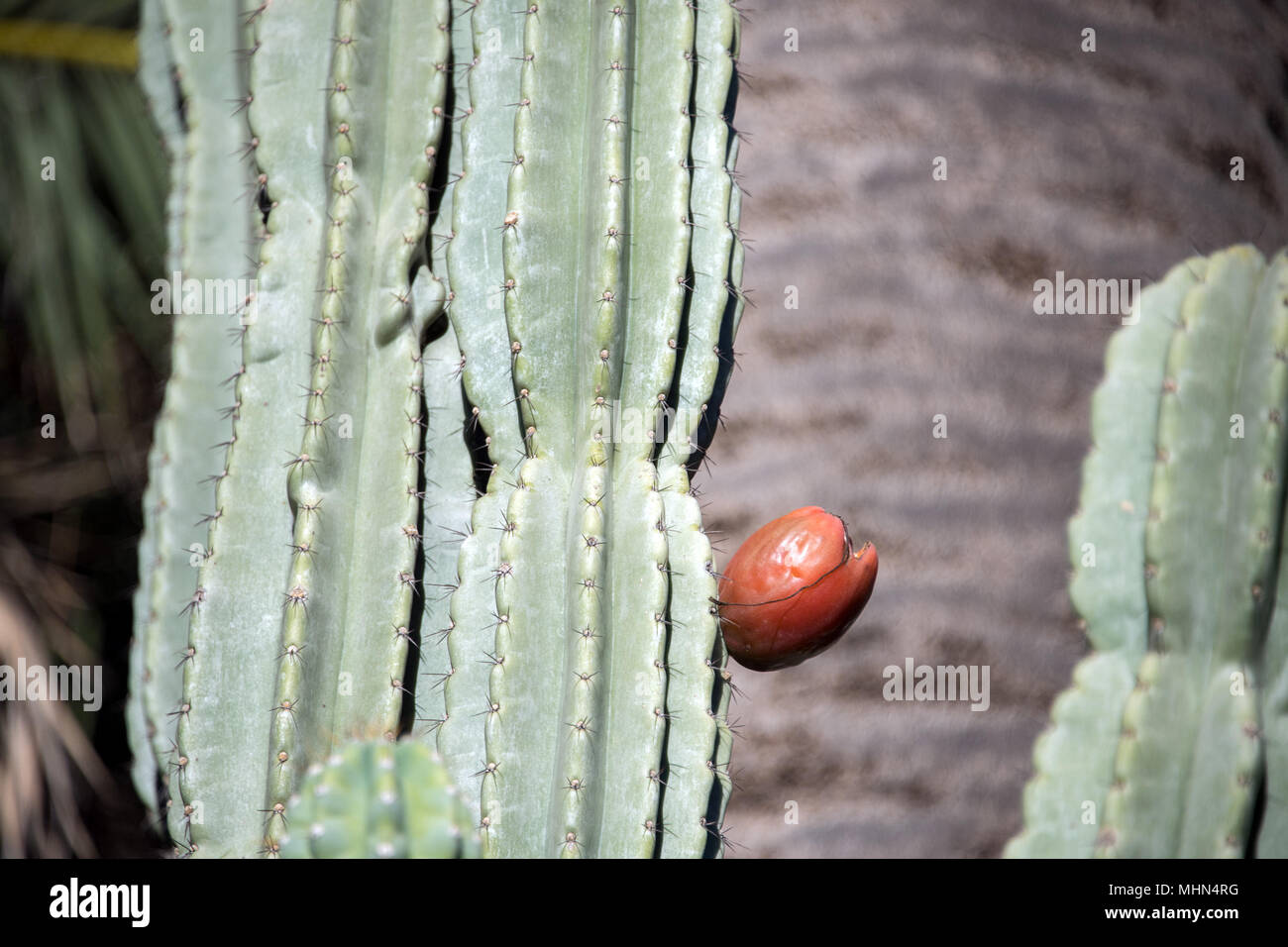 Totem pole cactus hi-res stock photography and images - Alamy