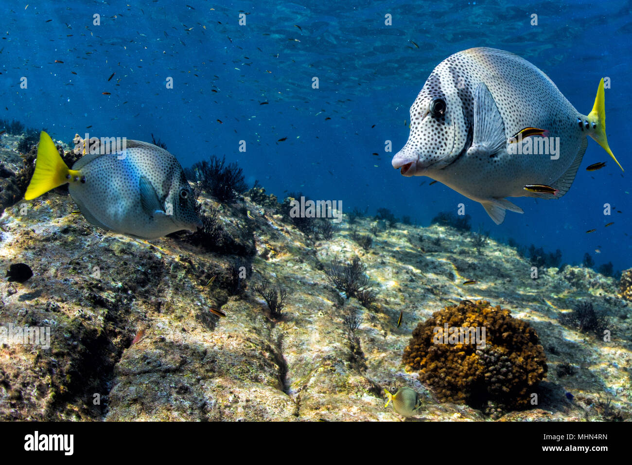 Rabbit fish hi-res stock photography and images - Alamy