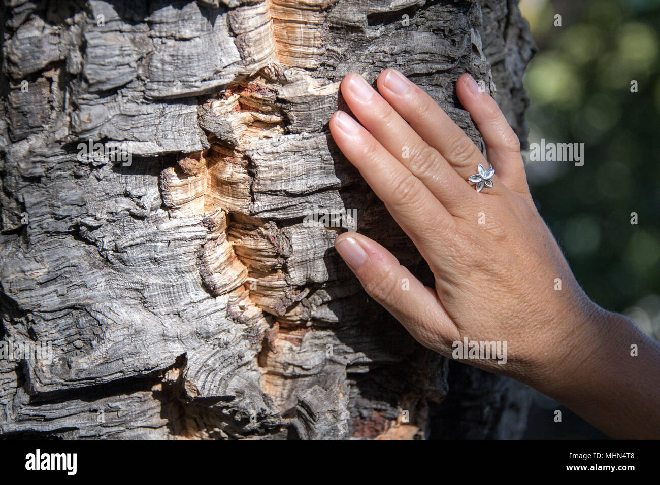 Oak tree bark hand hi-res stock photography and images - Alamy