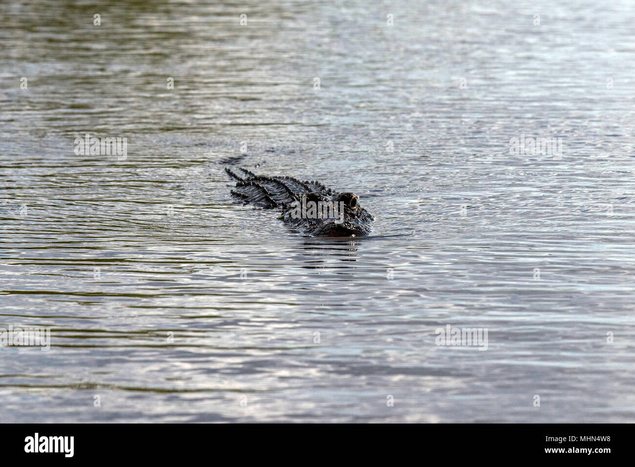 Florida Alligator in everglades close up portrait Stock Photo - Alamy