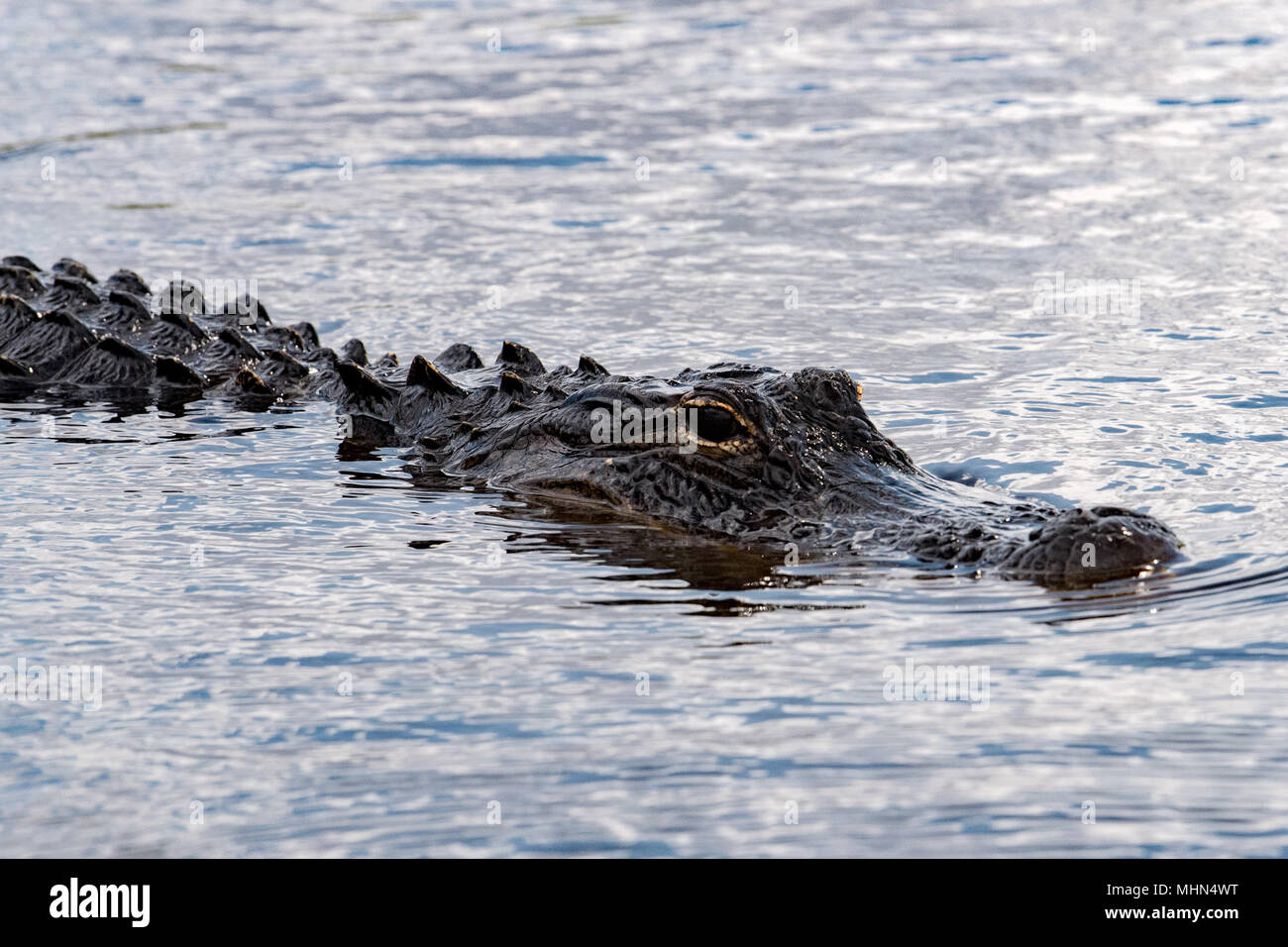 Florida Alligator in everglades close up portrait Stock Photo - Alamy