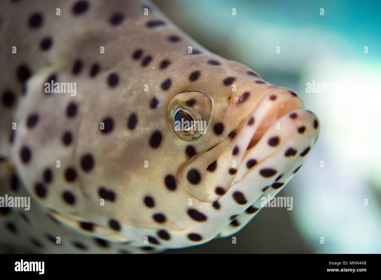 black spotted white colorful grouper detail Stock Photo - Alamy