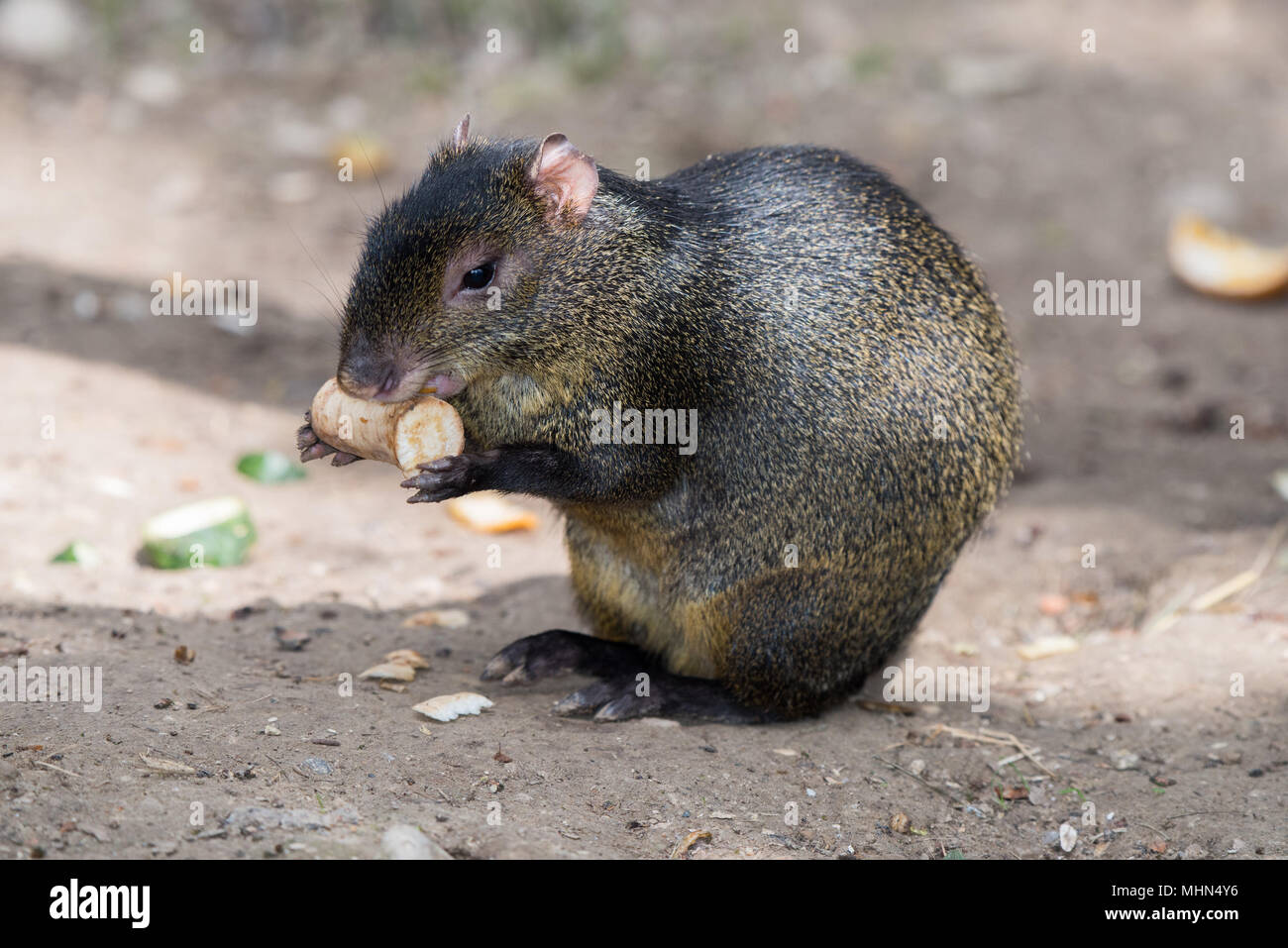 Azaras agouti dasyprocta azarae hi-res stock photography and images - Alamy