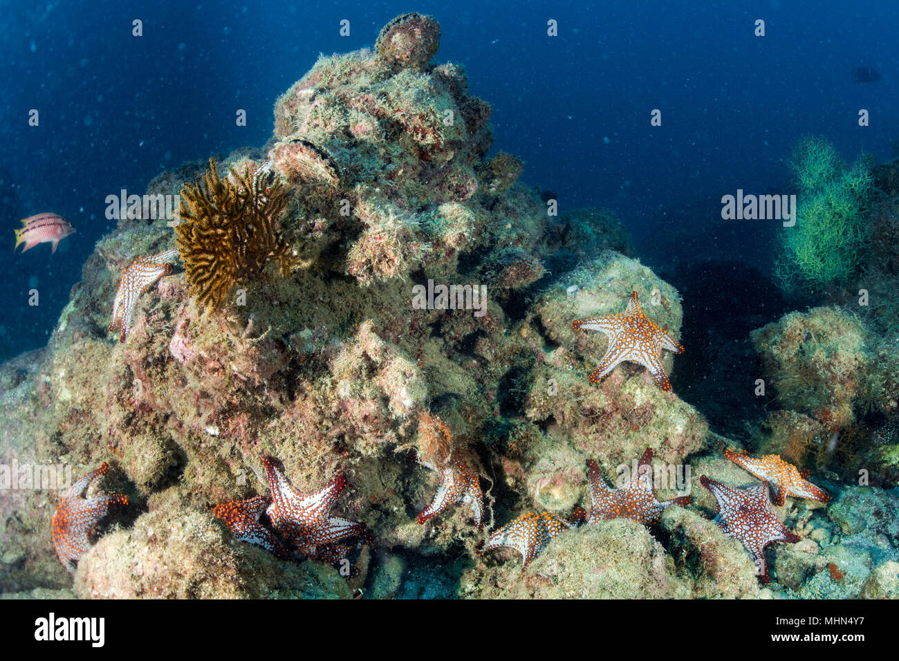 sea stars in a reef colorful underwater landscape background Stock ...