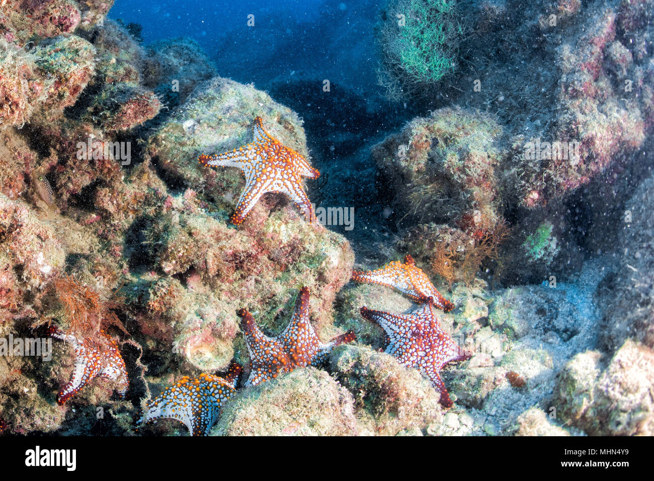 sea stars in a reef colorful underwater landscape background Stock ...