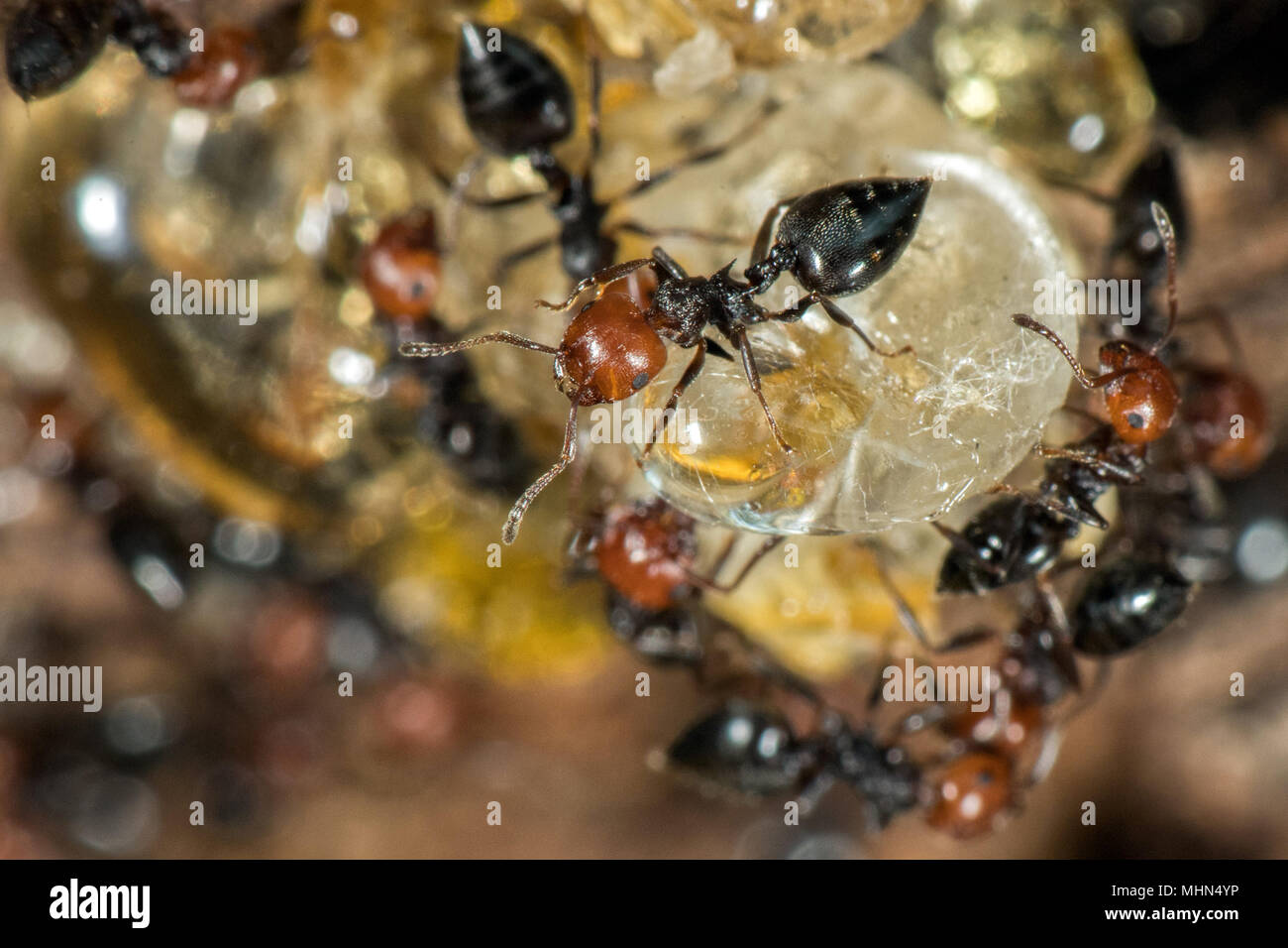 Red head black body fire ants honeypot Myrmecocystus detail macro ...
