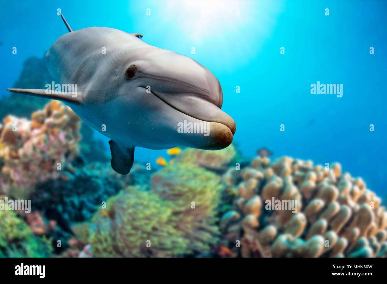 dolphin underwater on reef background looking at you Stock Photo - Alamy
