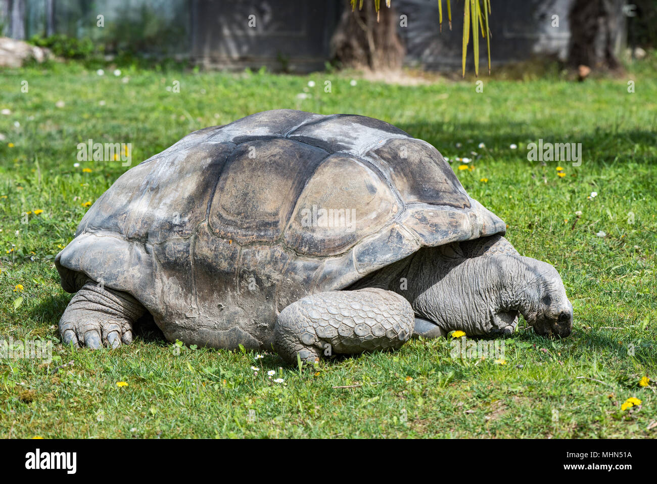 giant madagascar turtle close up portrait Stock Photo - Alamy