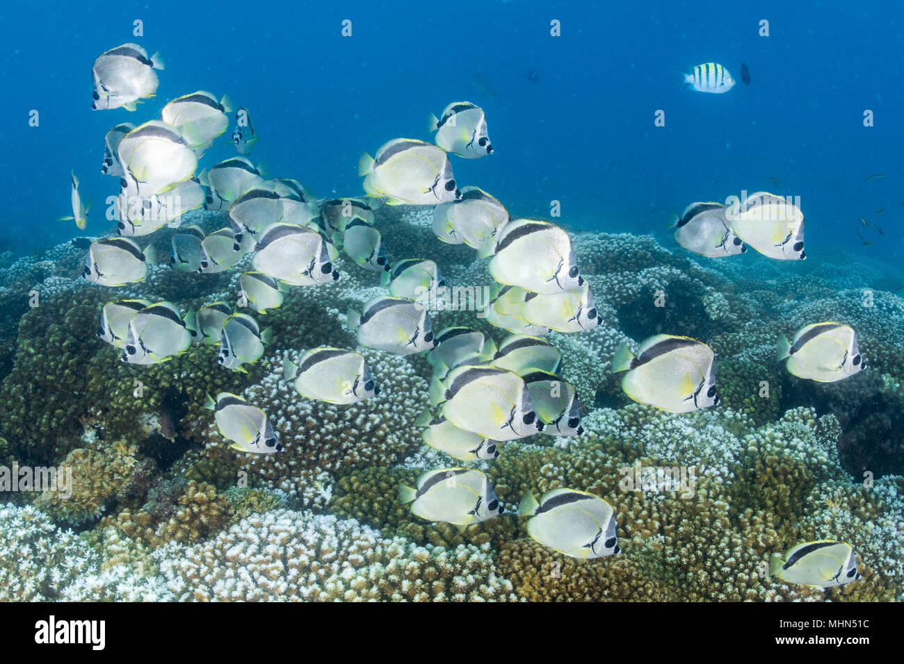butterfly fish underwater close up portrait Stock Photo - Alamy