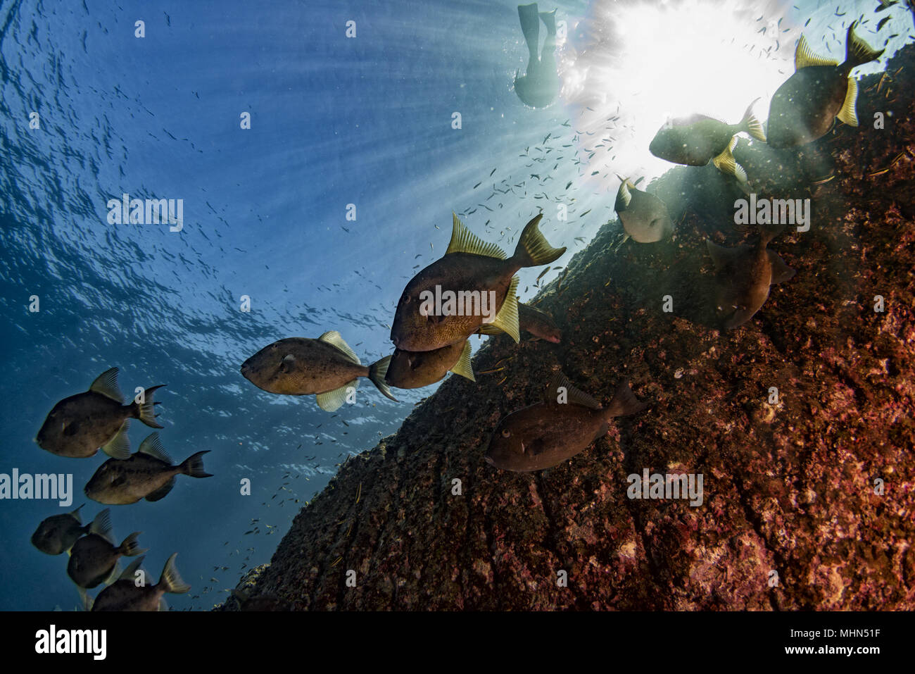 Trigger fish underwater close up portrait diving indonesia maldives ...