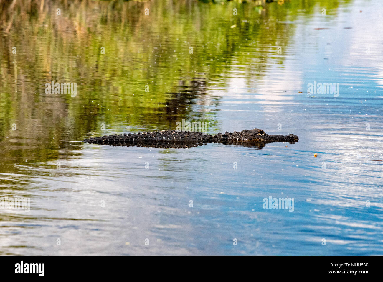 Florida Alligator in everglades close up portrait looking at you Stock ...