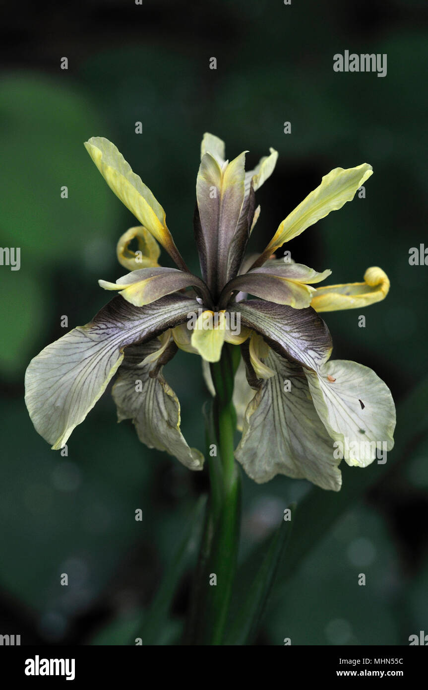 Iris in flower hi-res stock photography and images - Alamy
