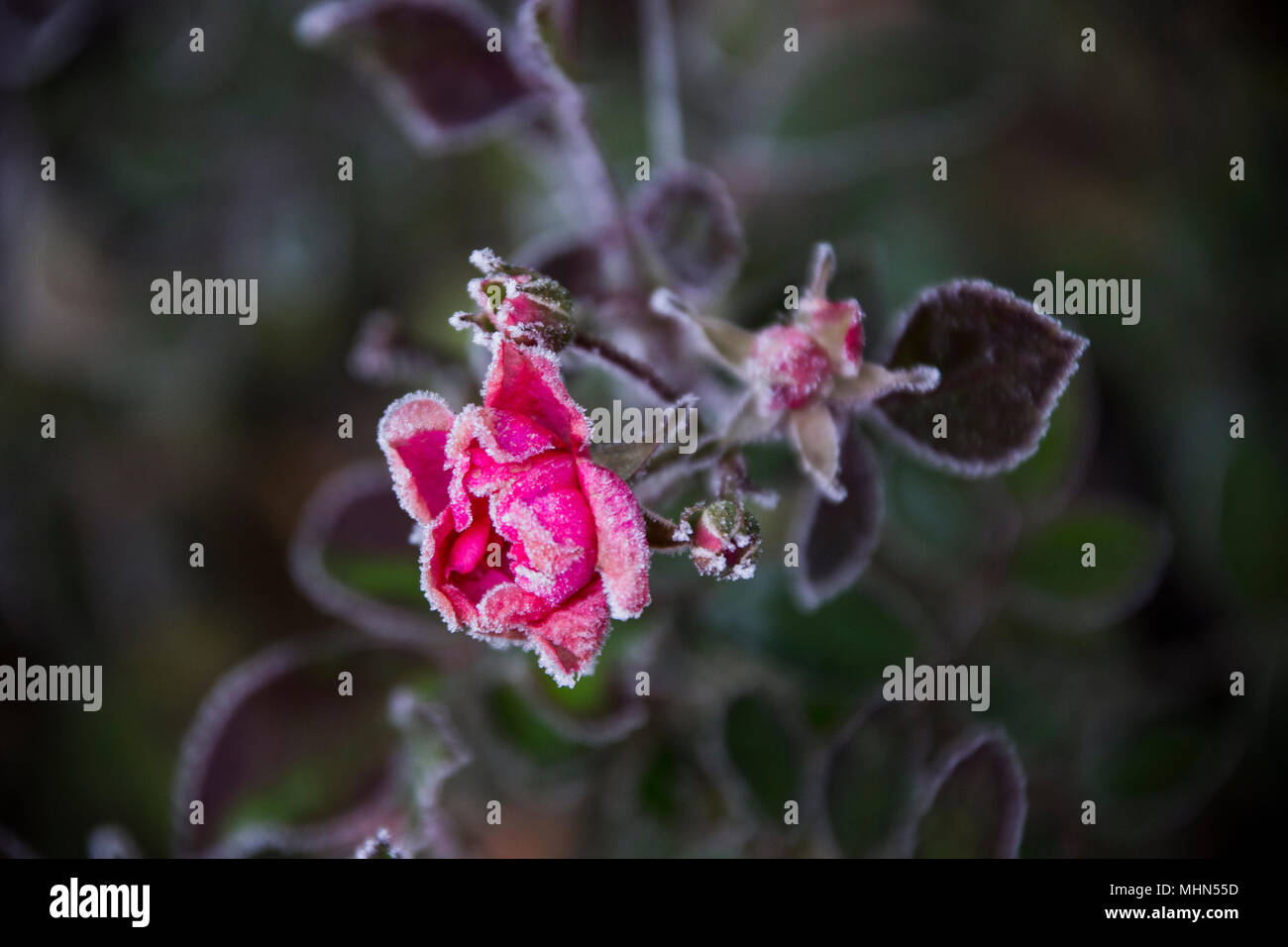 Frosted flower hi-res stock photography and images - Alamy