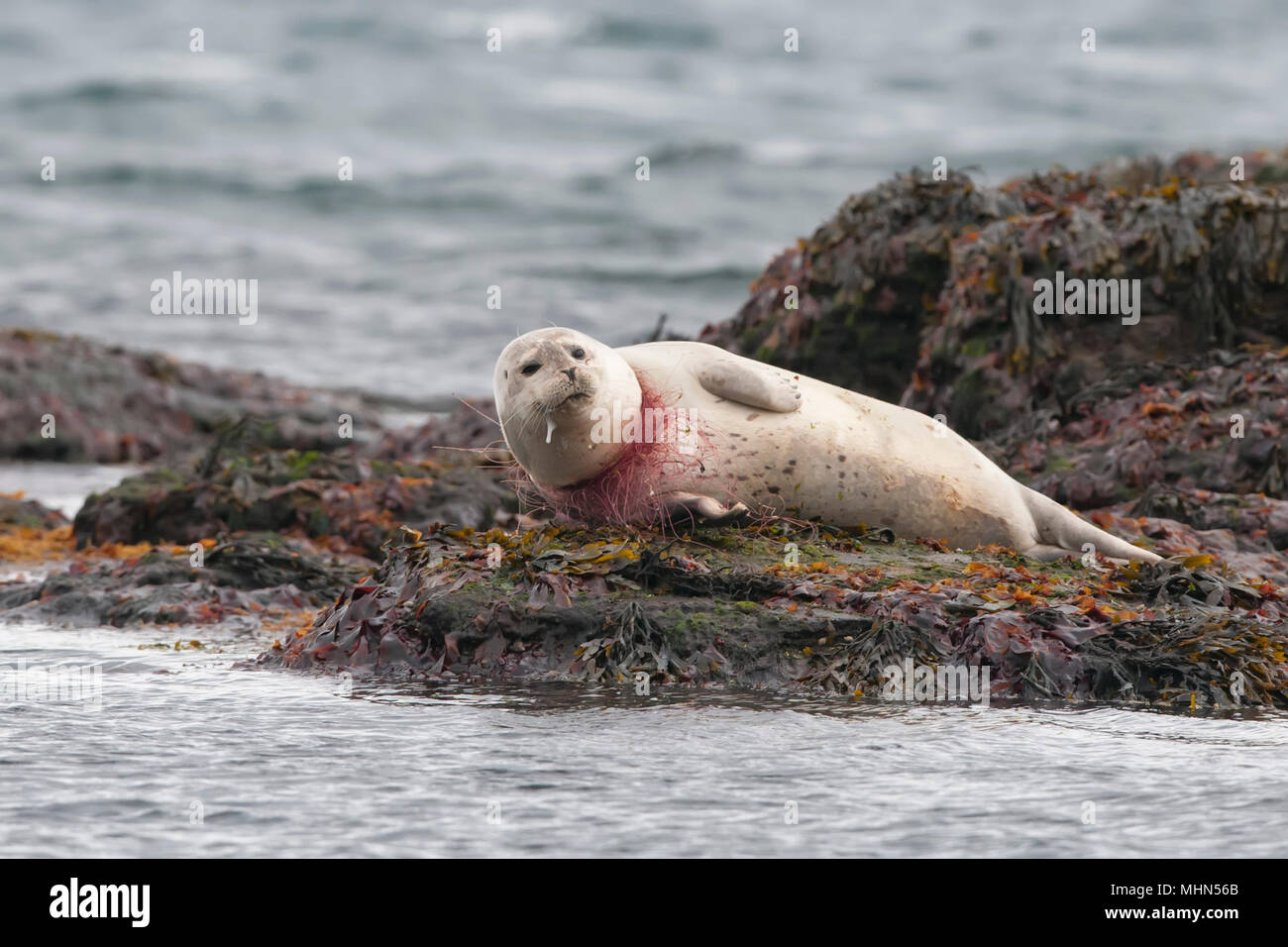 Harbor seal trapped in fisherman net Stock Photo - Alamy