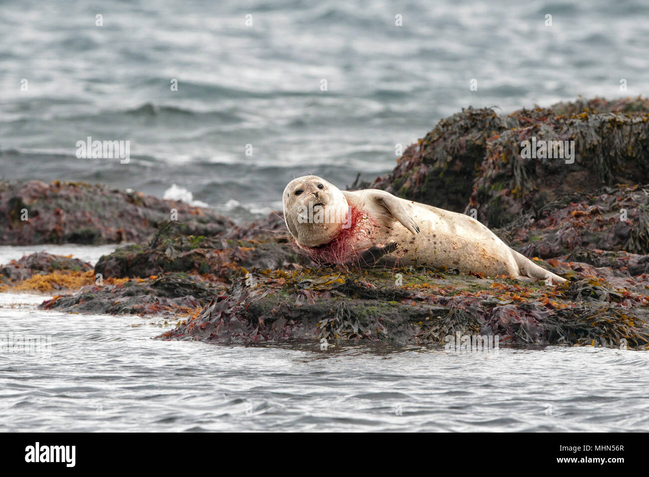 Suffering Harbor seal trapped in fishing net asking for help Stock ...