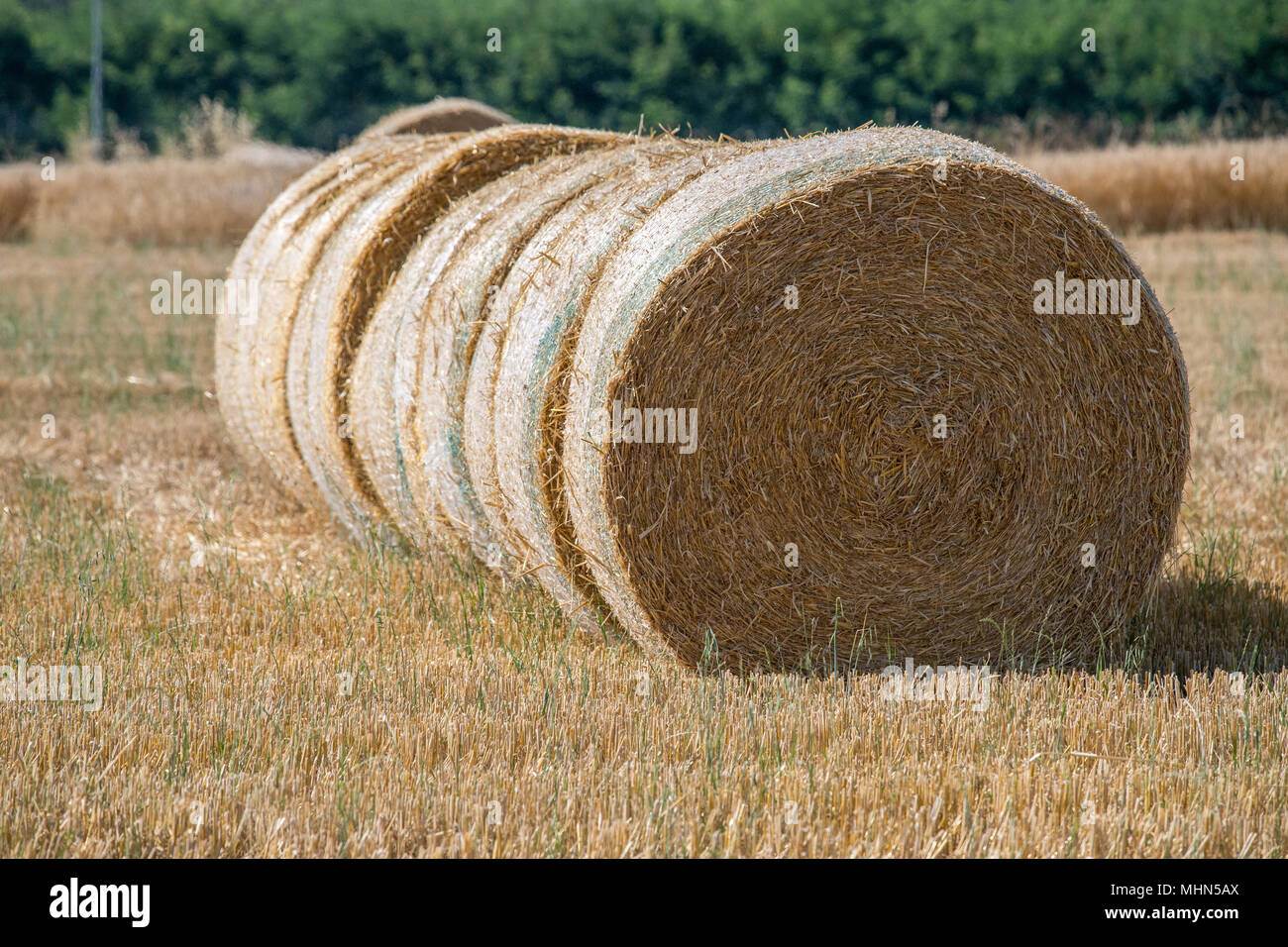 packed hay bale harvested fodder balls on nwheat field Stock Photo - Alamy