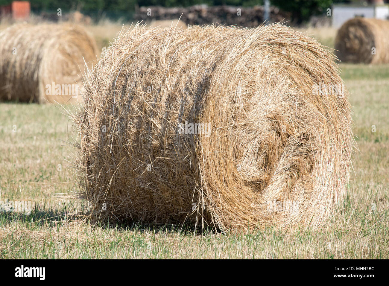 packed hay bale harvested fodder balls on nwheat field Stock Photo - Alamy