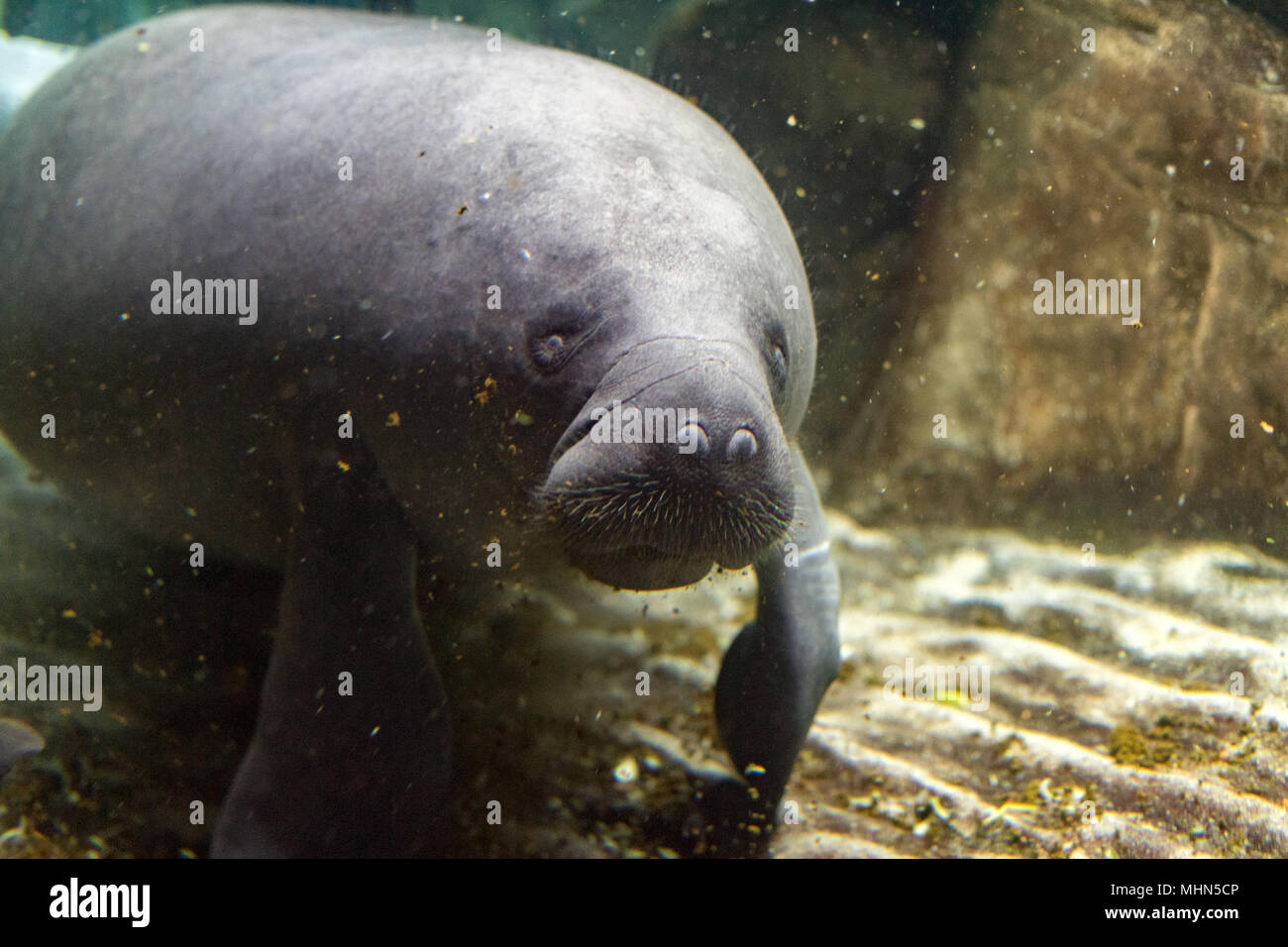 manatee close up portrait underwater Stock Photo - Alamy