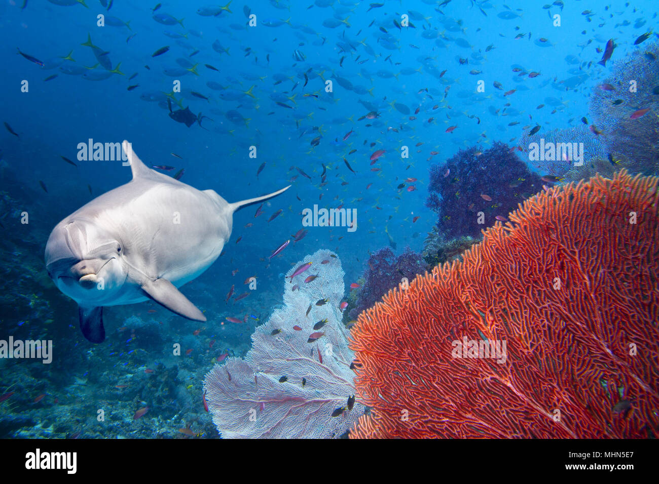dolphin underwater on reef background looking at you Stock Photo - Alamy