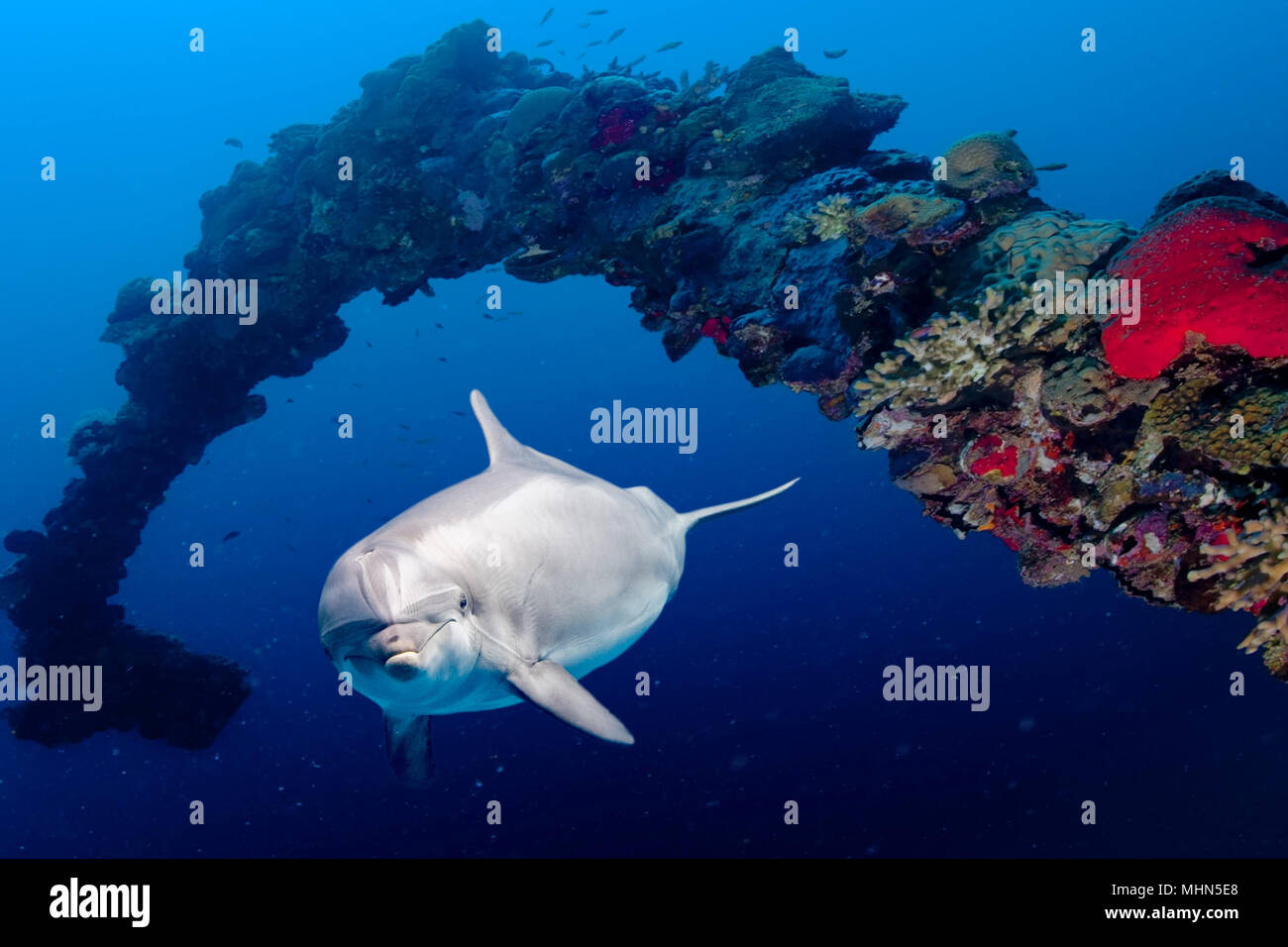 dolphin underwater on reef background looking at you passing an arch ...