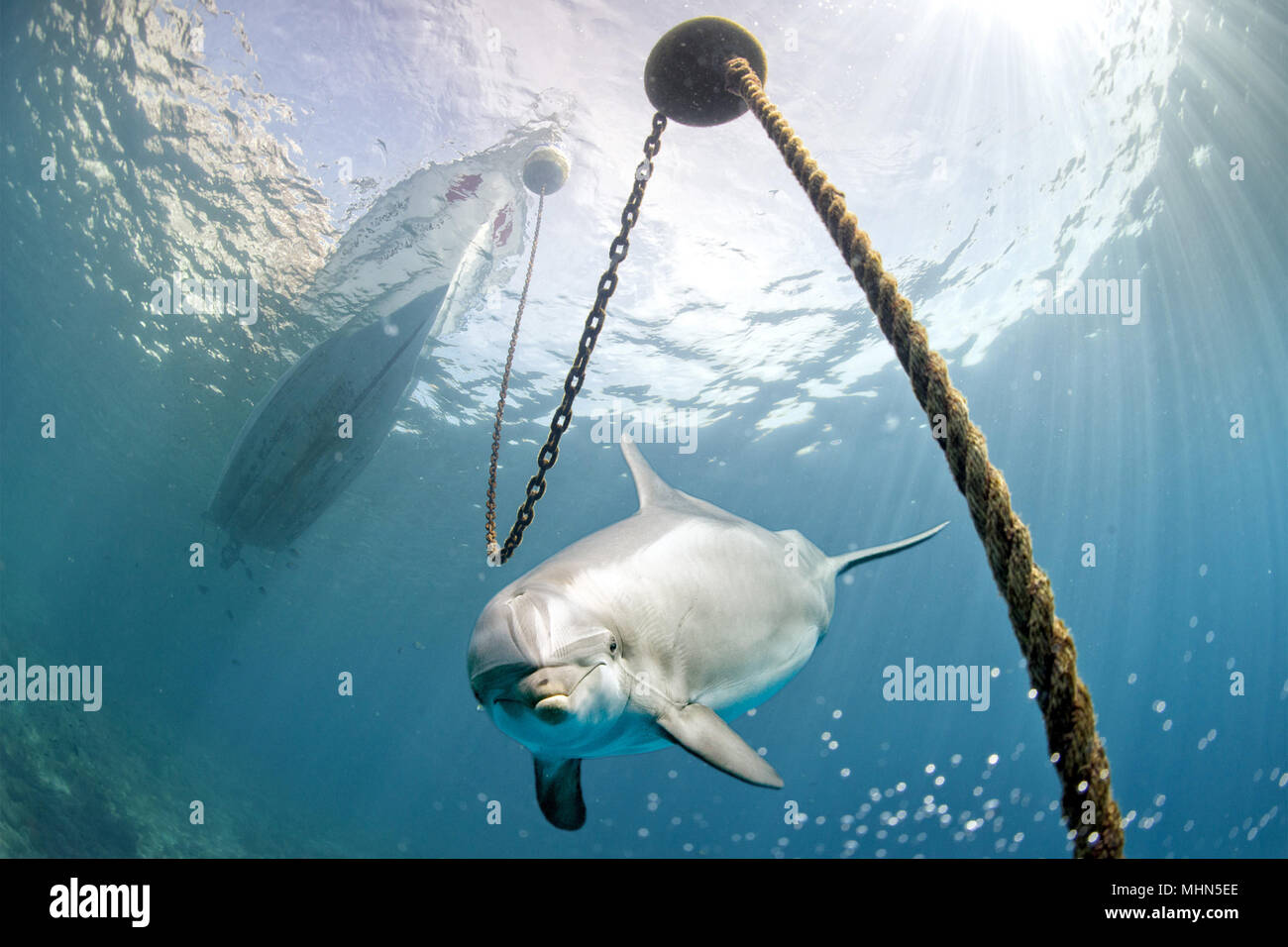 dolphin underwater on reef background looking at you under a boat Stock ...