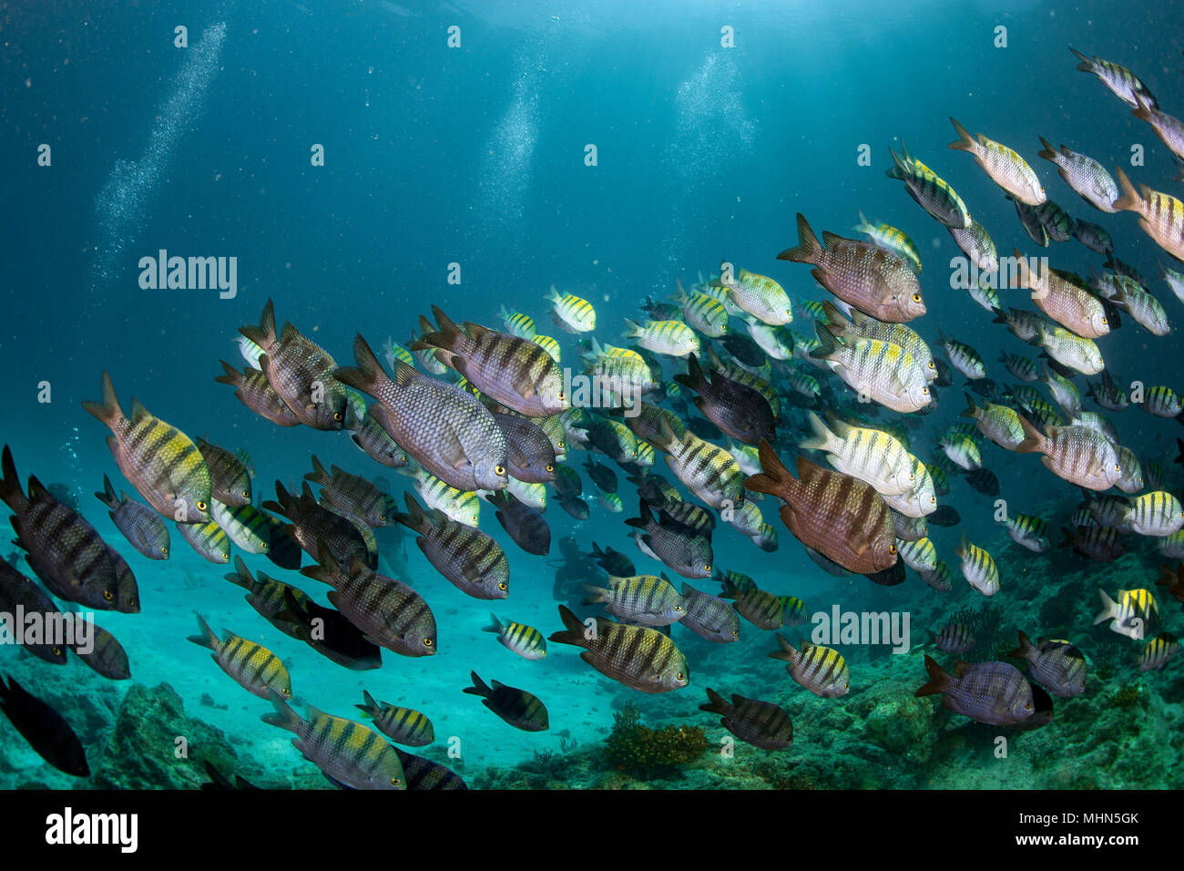 inside a Sergeant fish bait ball underwater on the deep blue ocean ...