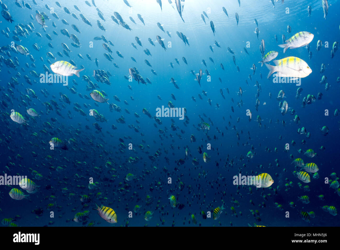 inside a Sergeant fish bait ball underwater on the deep blue ocean ...