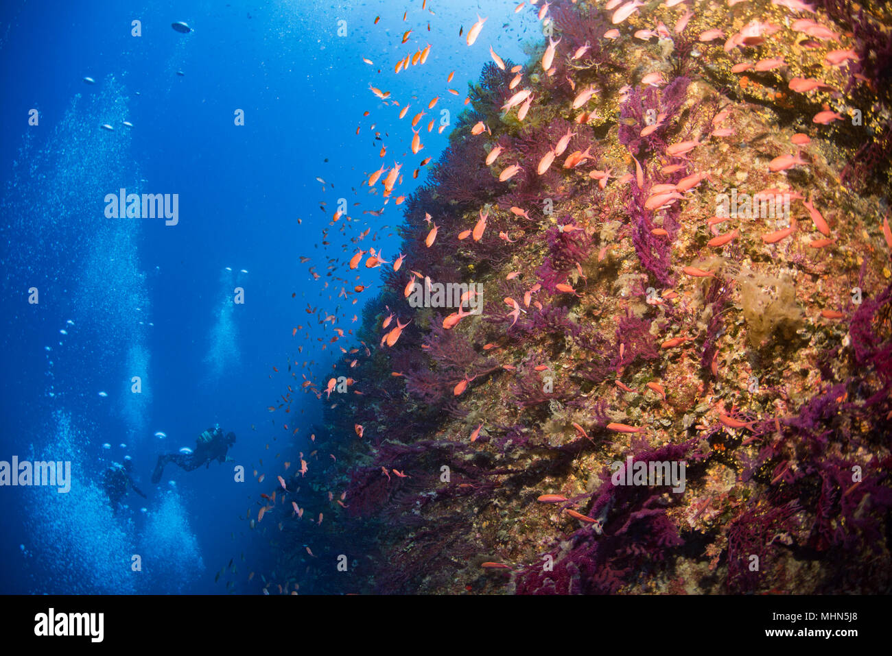 scuba in mediterranean sea portofino marine park well famous isuela ...