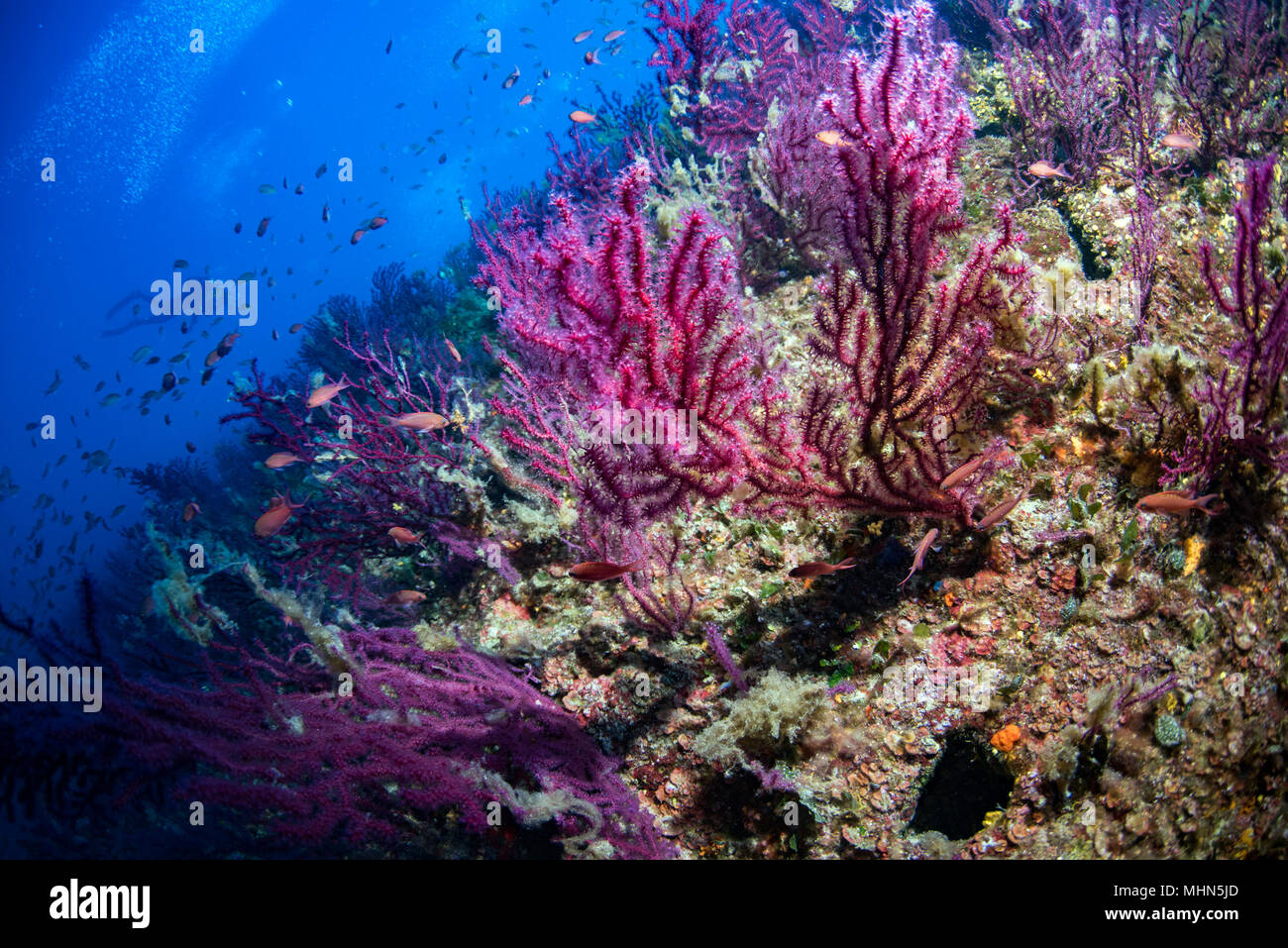scuba in mediterranean sea portofino marine park well famous isuela ...