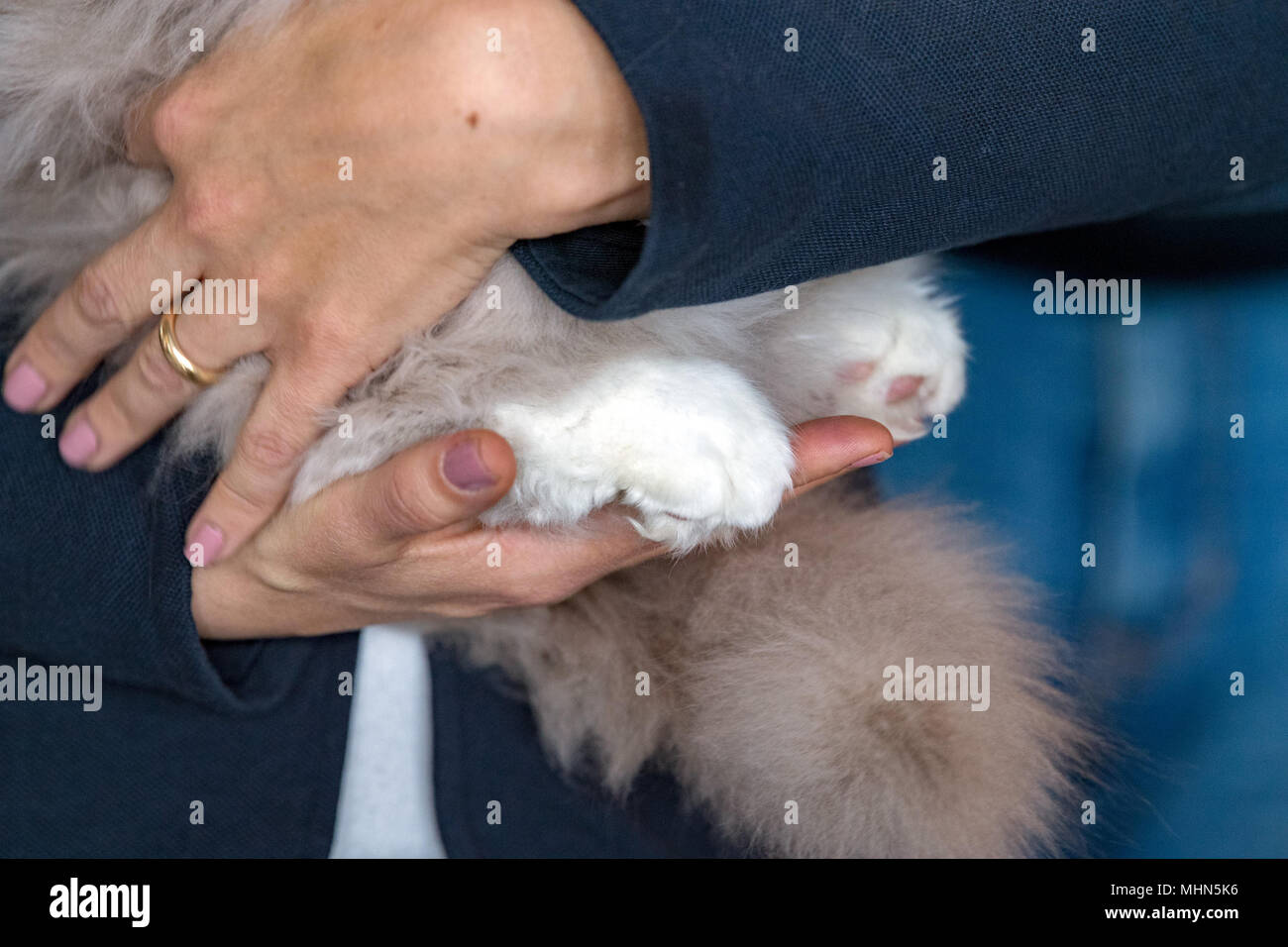 cat paw on human hand detail Stock Photo - Alamy