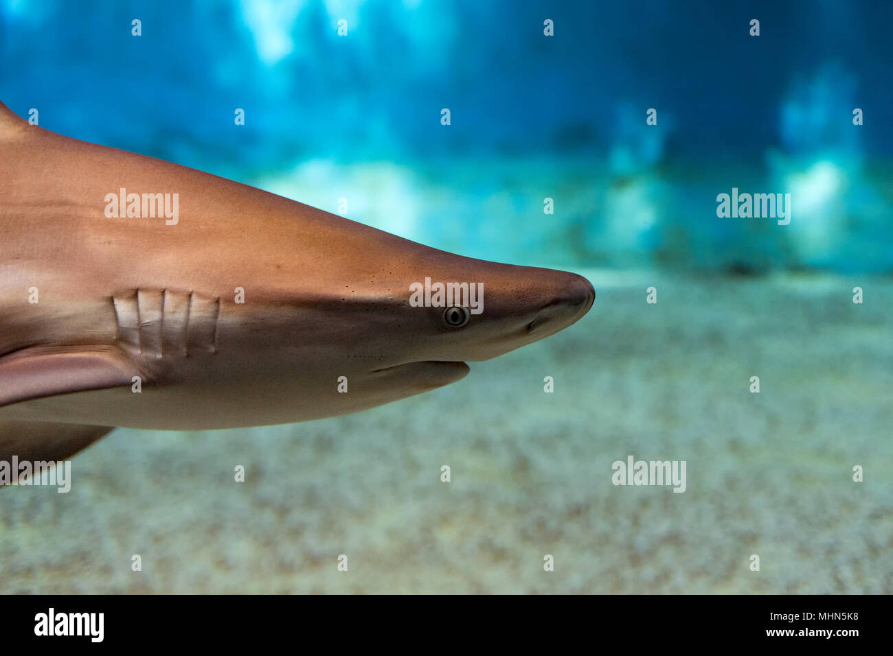 Shark eye close up detail macro ready to attack coming to you on deep ...