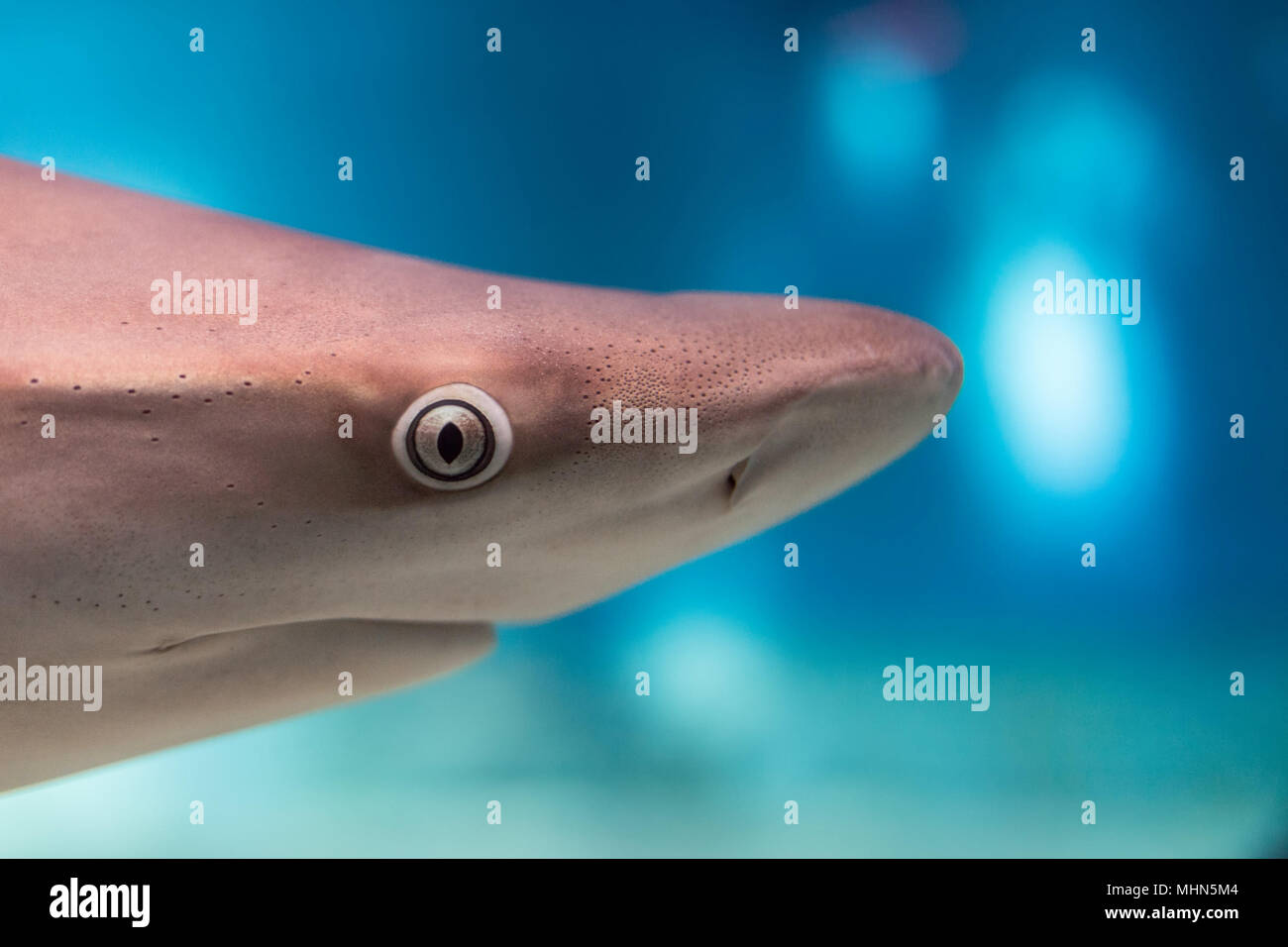 Shark eye close up detail macro ready to attack coming to you on deep ...