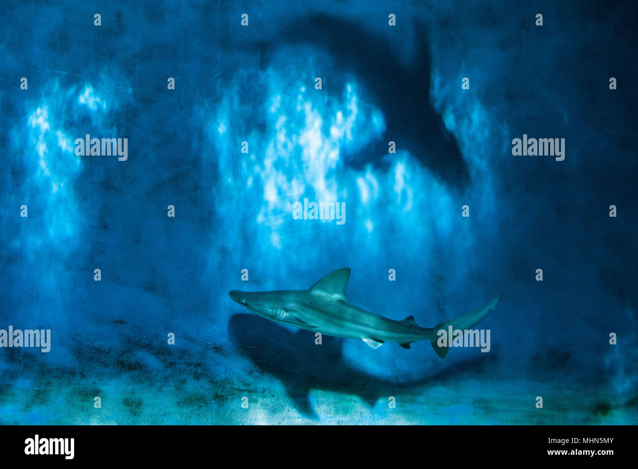 White grey shark jaws close up portrait while looking at you with black ...