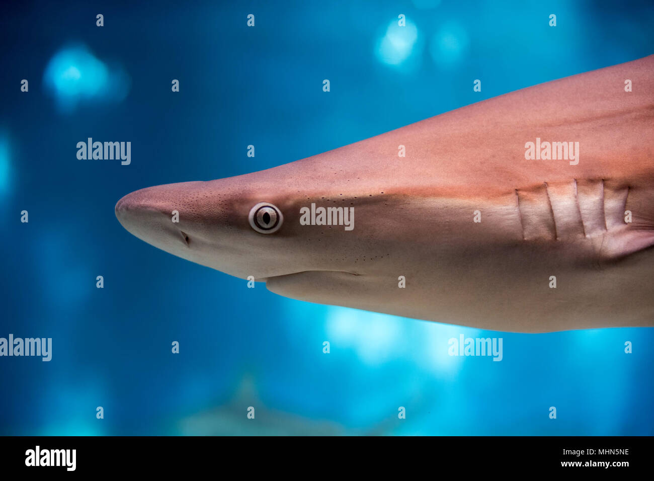 Shark eye close up detail macro ready to attack coming to you on deep ...