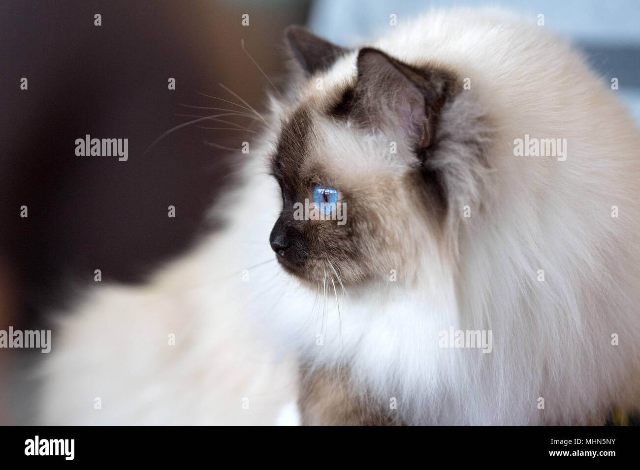 Birman Sacred Cat of Burma portrait looking at you Stock Photo - Alamy