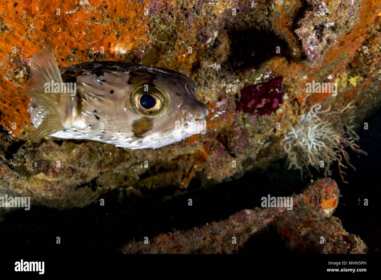 portrait of porcupine box puffer fish while diving Stock Photo - Alamy