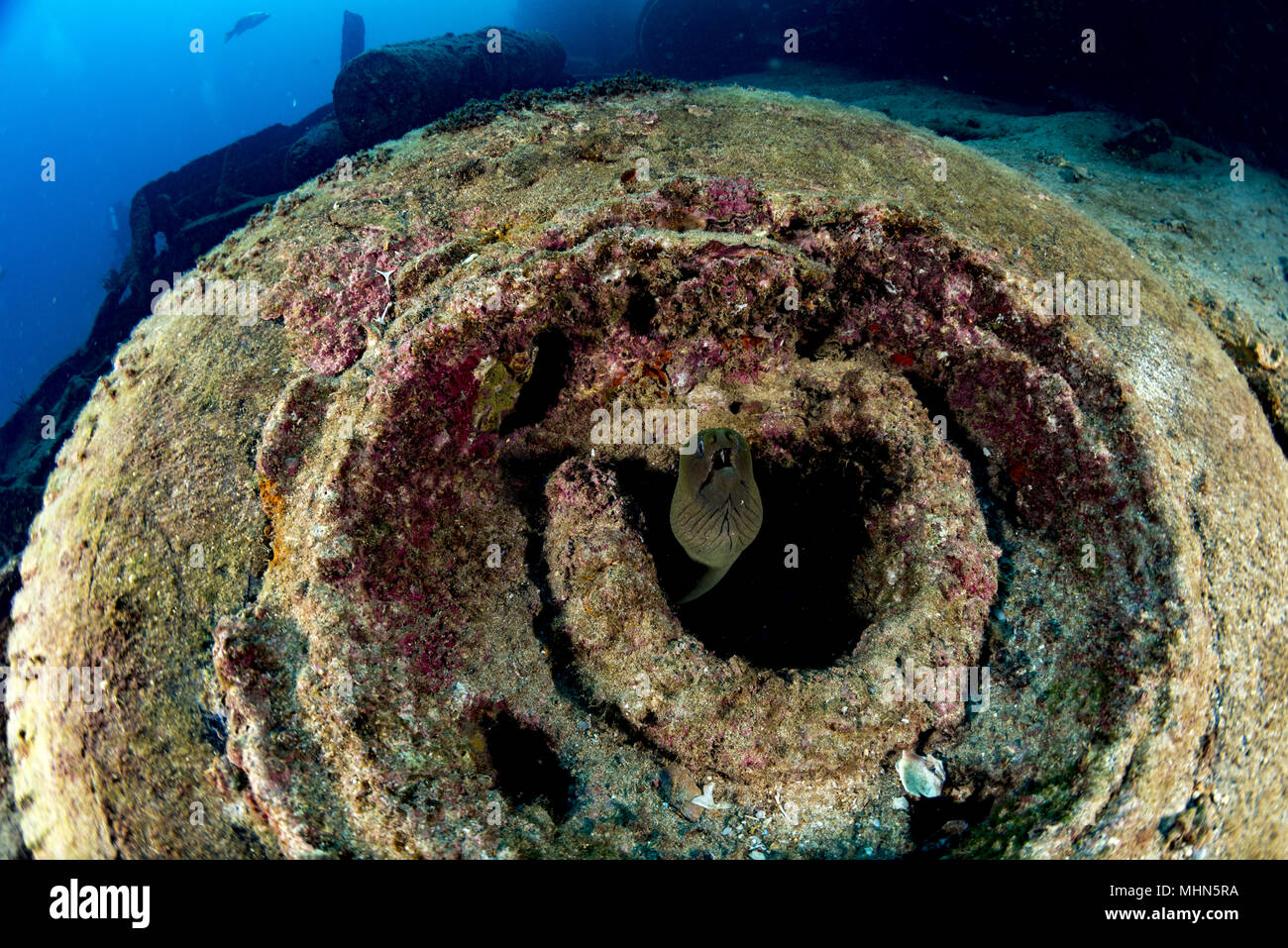 eel mooray ionside a tire in Ship Wreck underwater while diving ...