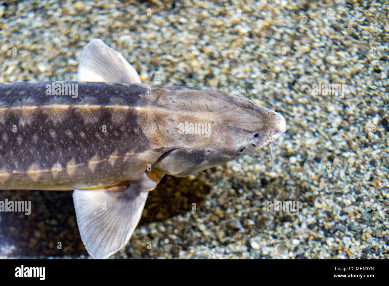 Huso huso hi-res stock photography and images - Alamy