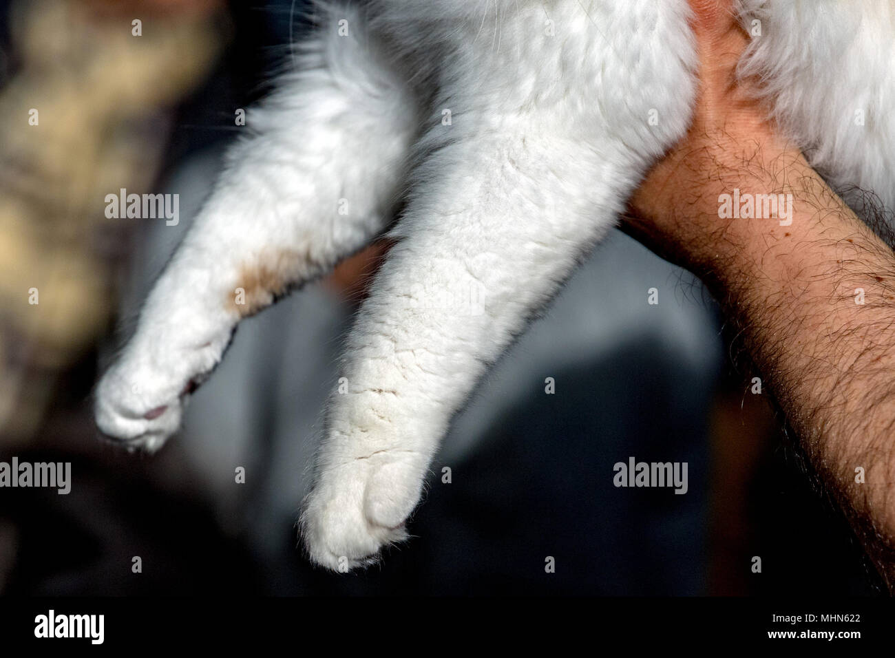 cat paw on human hand detail Stock Photo - Alamy