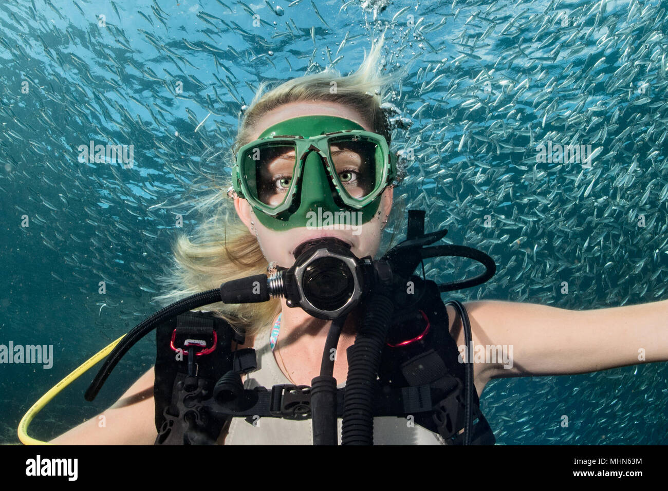 beautiful diver blonde girl diving in sardines school of fish Stock ...
