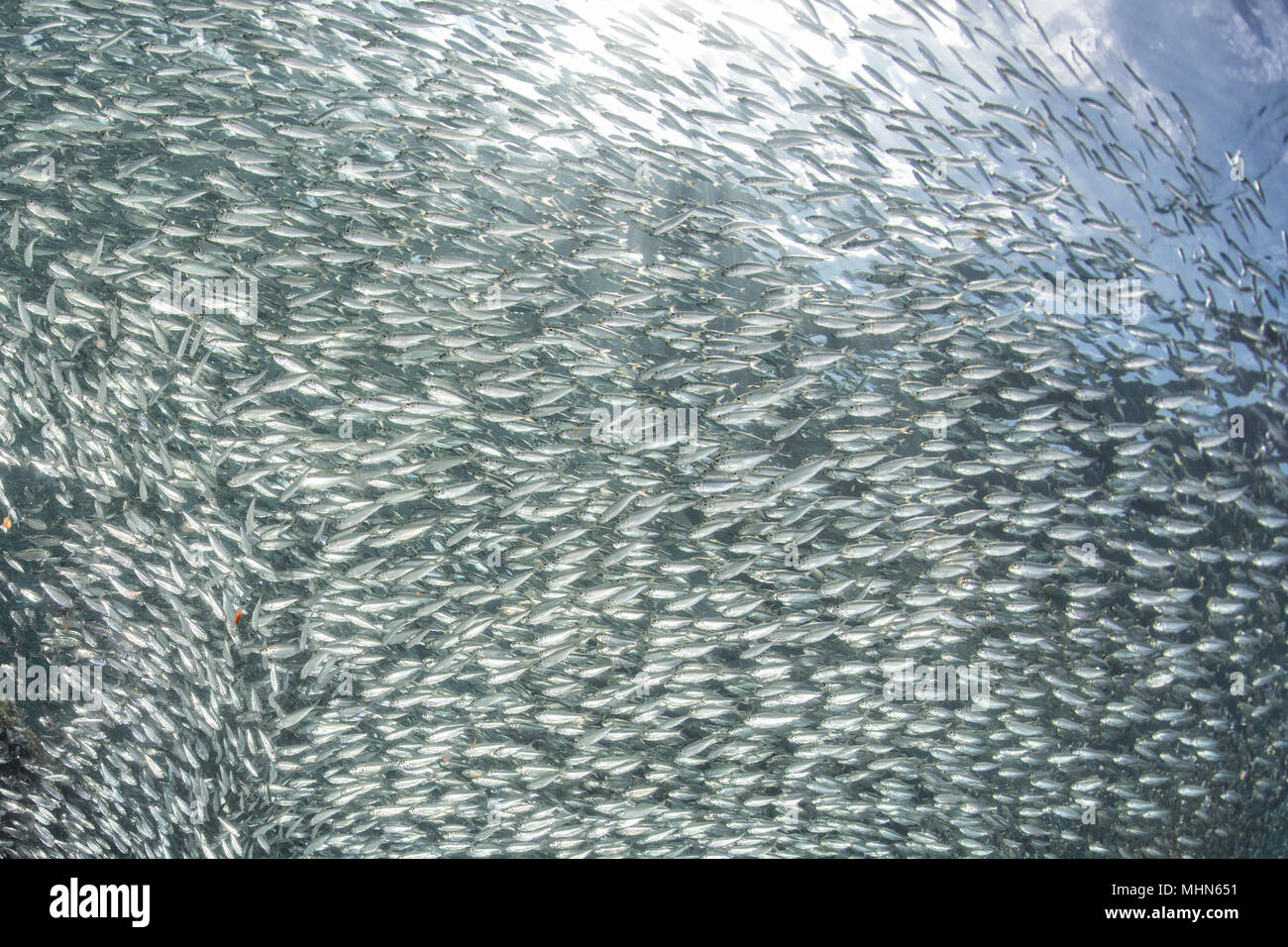 going Inside a giant sardines school of fish in the reef and blue sea ...