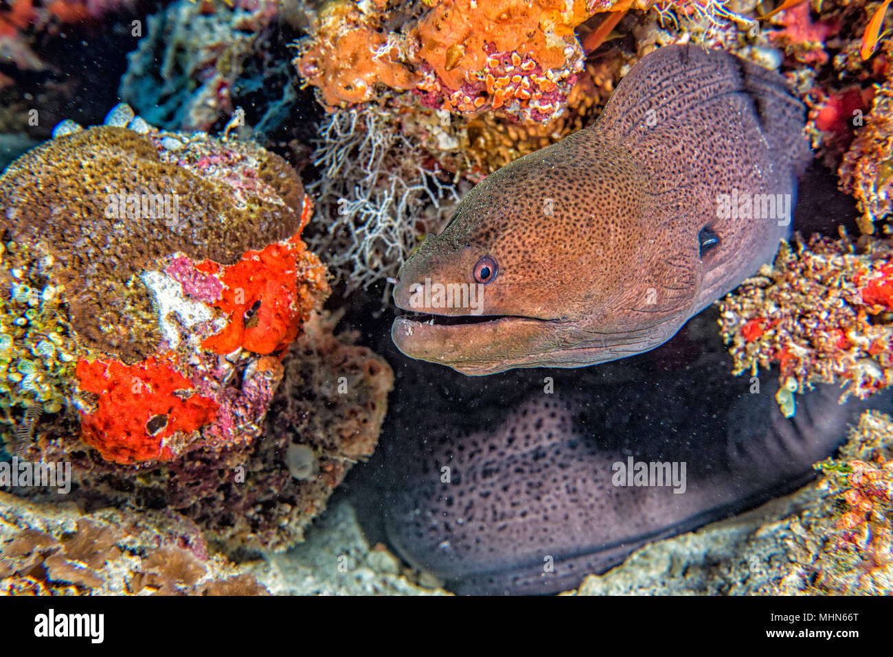 Maldives red moray eel hi-res stock photography and images - Alamy