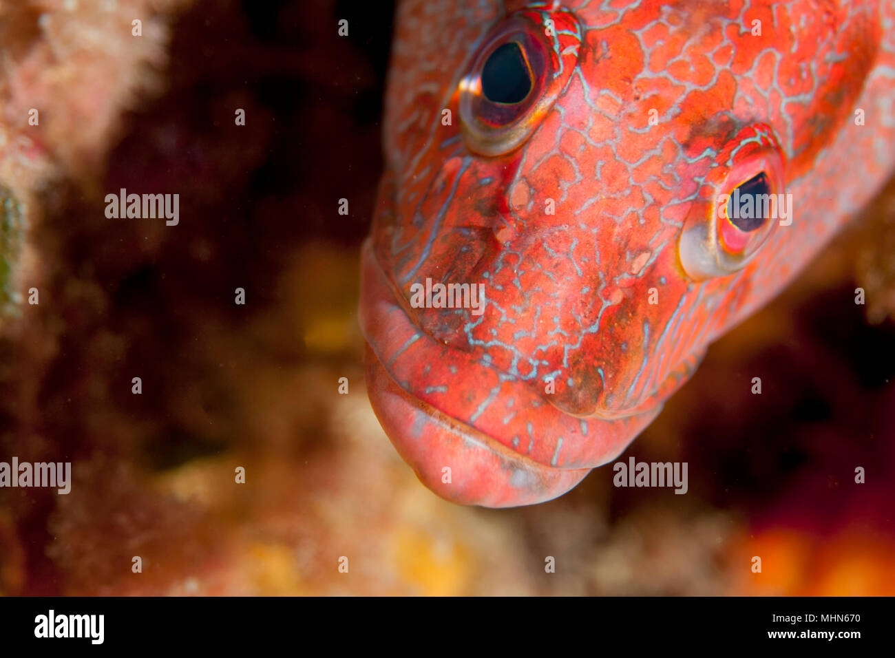 Red reef grouper fish looking at you Stock Photo - Alamy