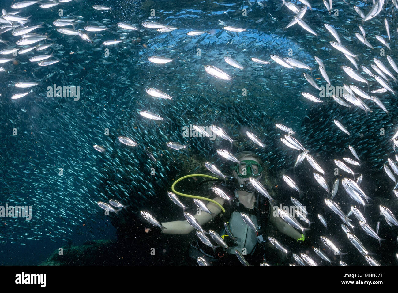 beautiful diver blonde girl diving in the deep blue sea Stock Photo - Alamy