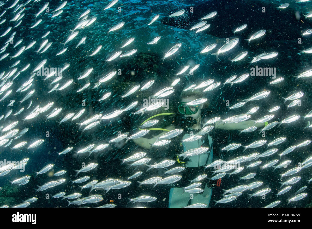 beautiful diver blonde girl diving in the deep blue sea Stock Photo - Alamy