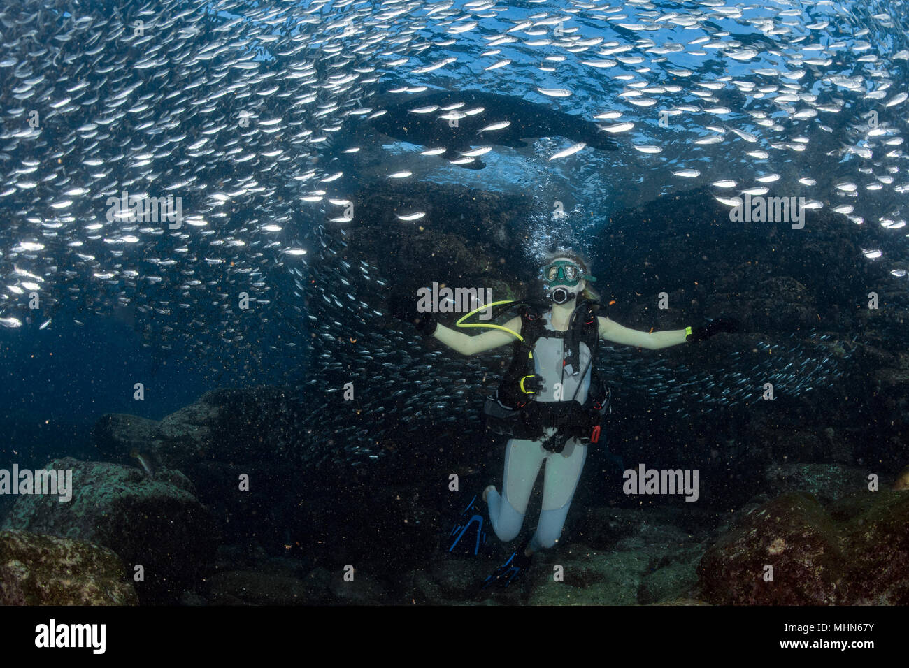beautiful diver blonde girl diving in the deep blue sea Stock Photo - Alamy