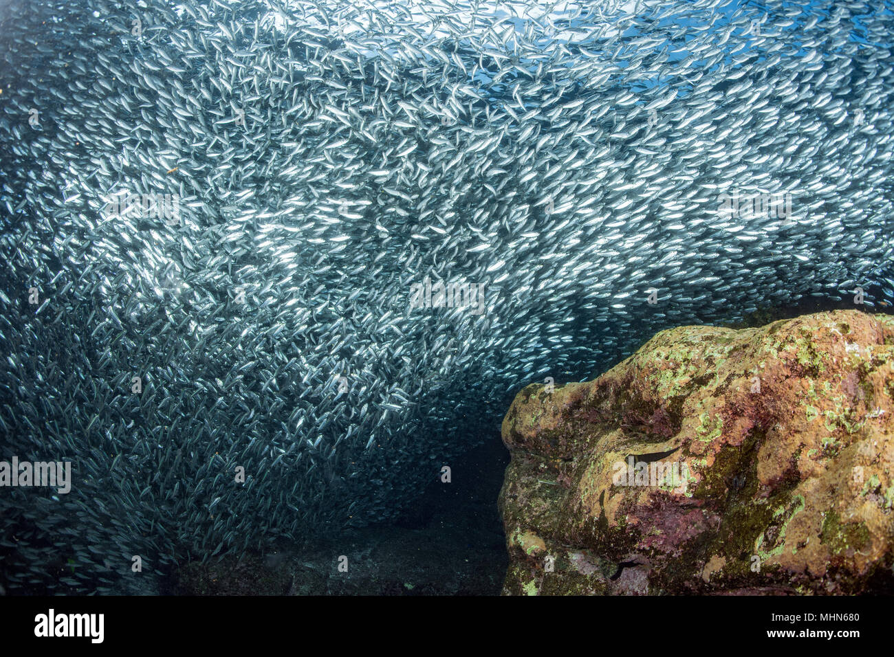 inside a giant sardines school of fish bait ball Stock Photo - Alamy