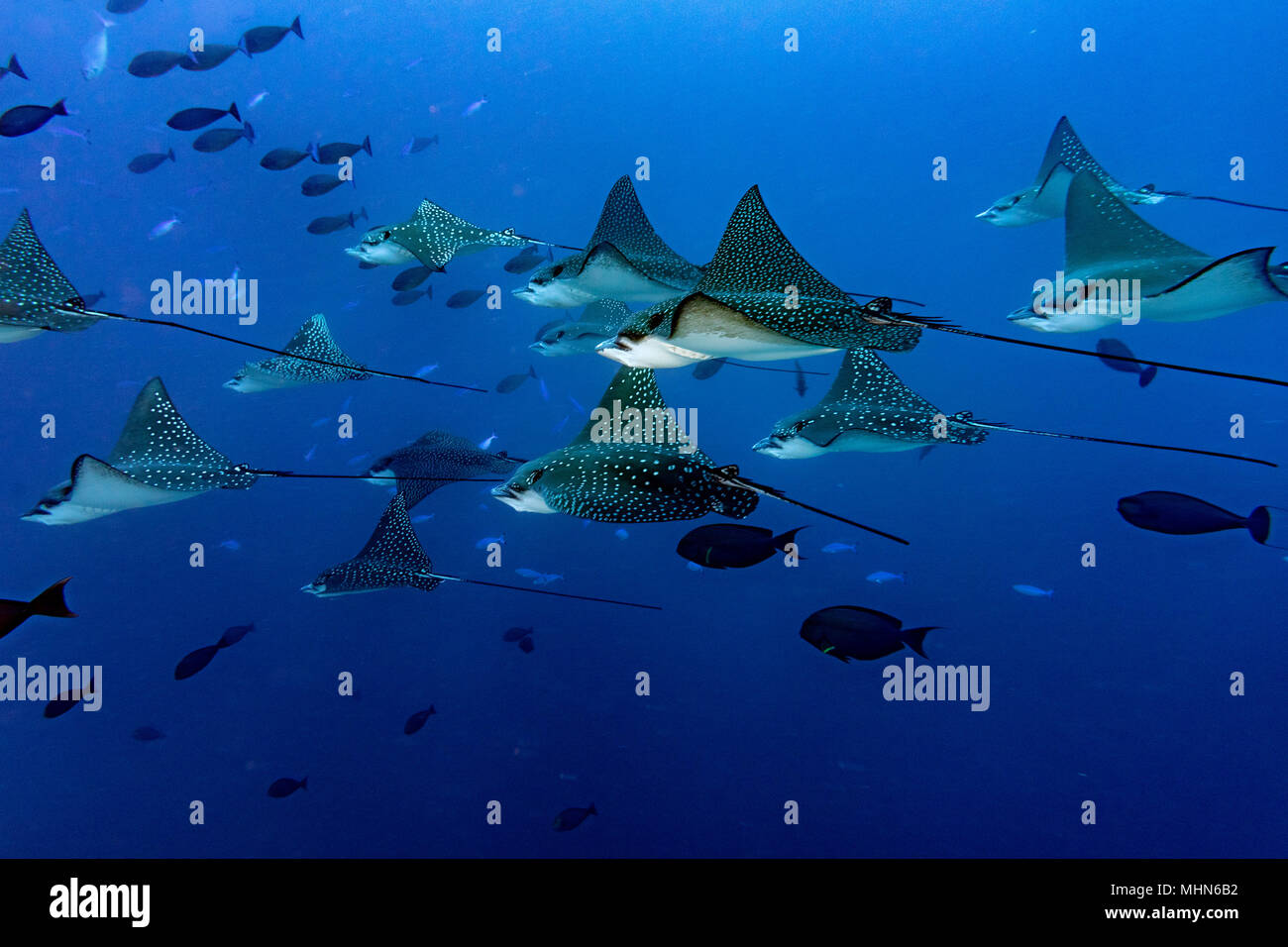 Parrot Fish Maldives High Resolution Stock Photography and Images - Alamy